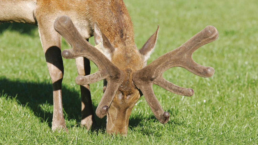 Benefits of taking Deer Antler Velvet Extract