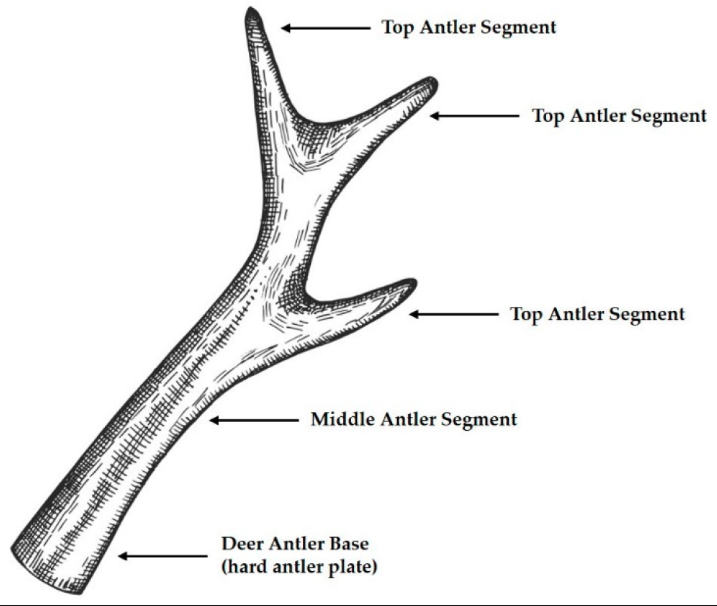 Unlocking the Effectiveness of Deer Antler Tips for Deer Antler Velvet