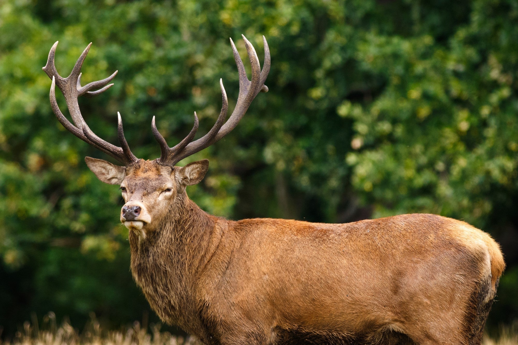 What is Deer Antler Velvet? A Comprehensive Guide